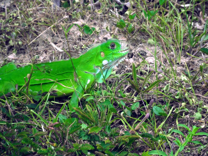 Iguana Smile stock photo. Image of lizards, smile, smiling - 98640