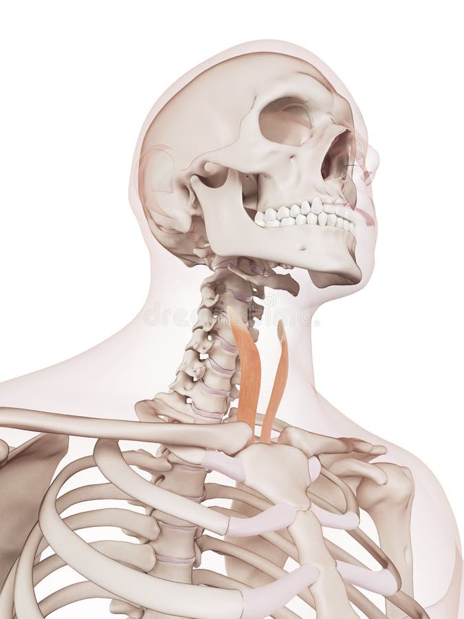 O sternothyroid ilustração stock. Ilustração de homem - 57549066