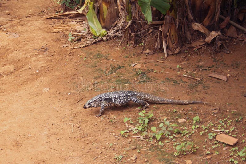 Teju 6 vermelho imagem de stock. Imagem de vista, argentino - 180280463
