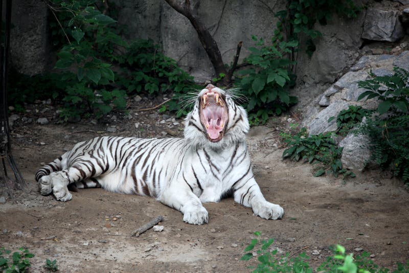 O tigre branco imagem de stock. Imagem de irritado, forte - 25561681