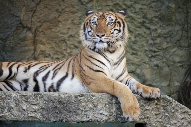 Tigre Feroz Fotos De Stock - Baixe 3,268 Fotos Royalty Free