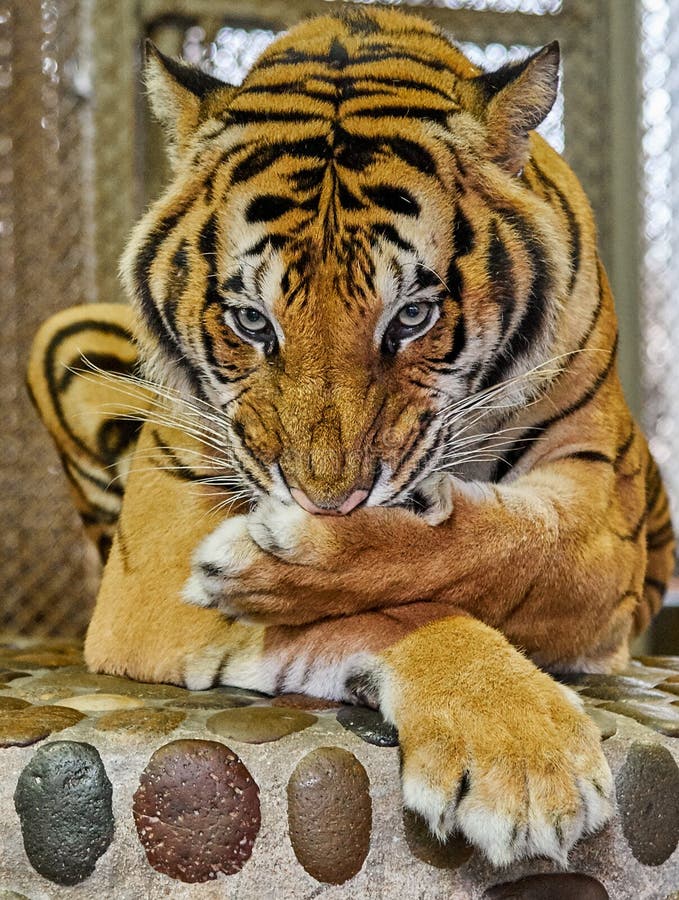 Pata do tigre foto de stock. Imagem de garra, tigre, animal - 8065862