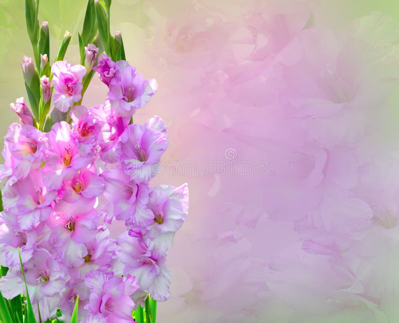 O Tipo De Flor Cor-de-rosa Floresce O Ramalhete Foto de Stock - Imagem ...