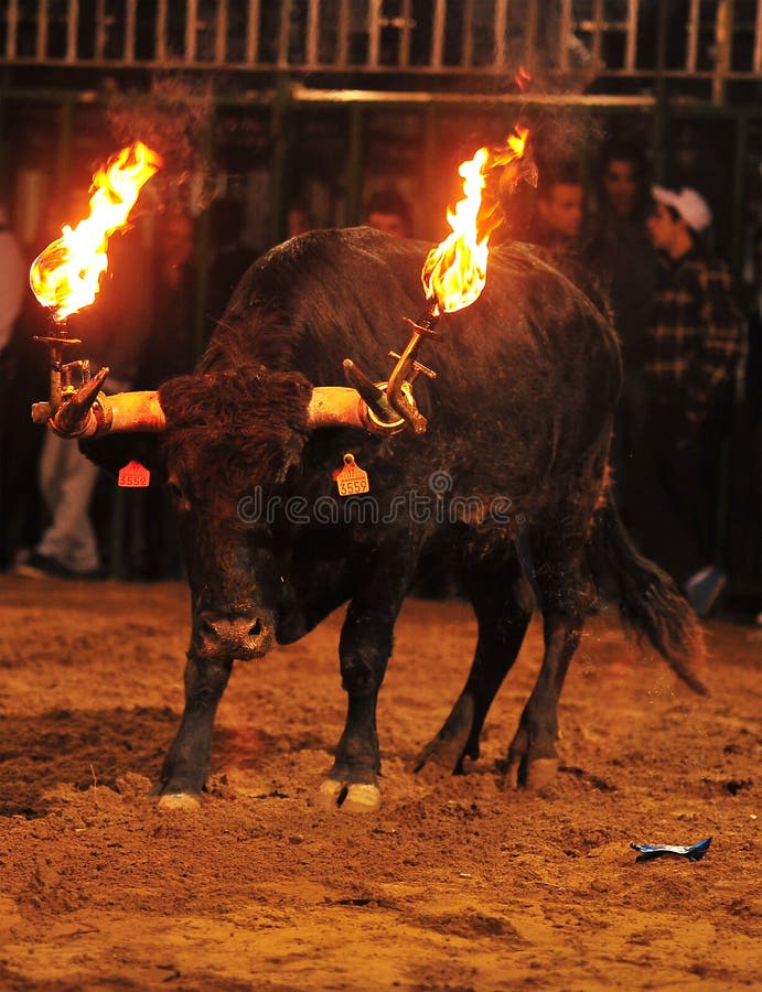 O Touro Que Corre Uma Tourada Em Spain Foto Editorial - Imagem de medo ...