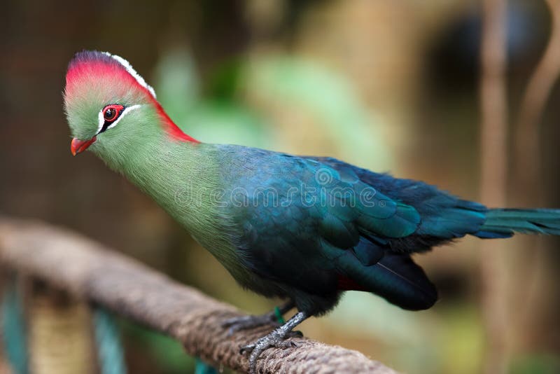 Turaco De Crista Encarnada, Erythrolophus De Tauraco, Pássaro Verde ...