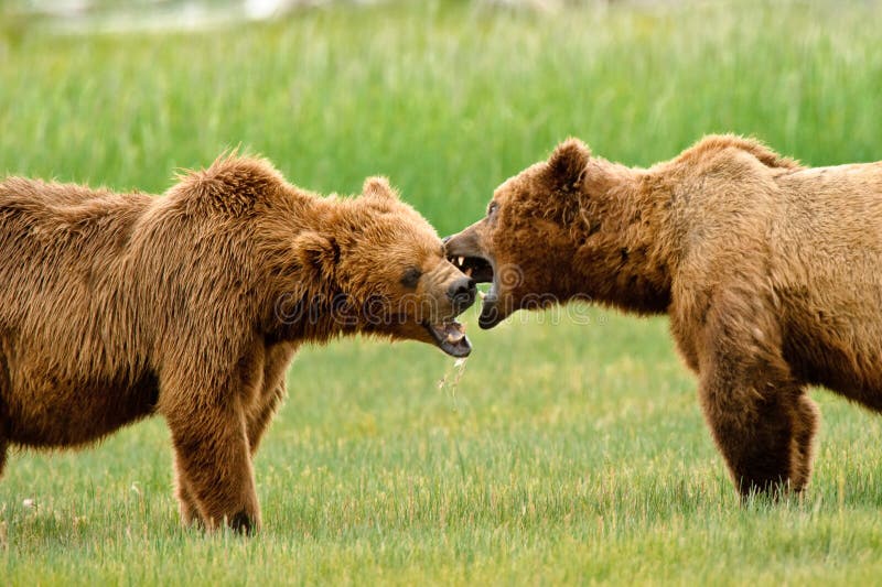 Urso do Alasca do urso foto de stock. Imagem de alaska - 20517236