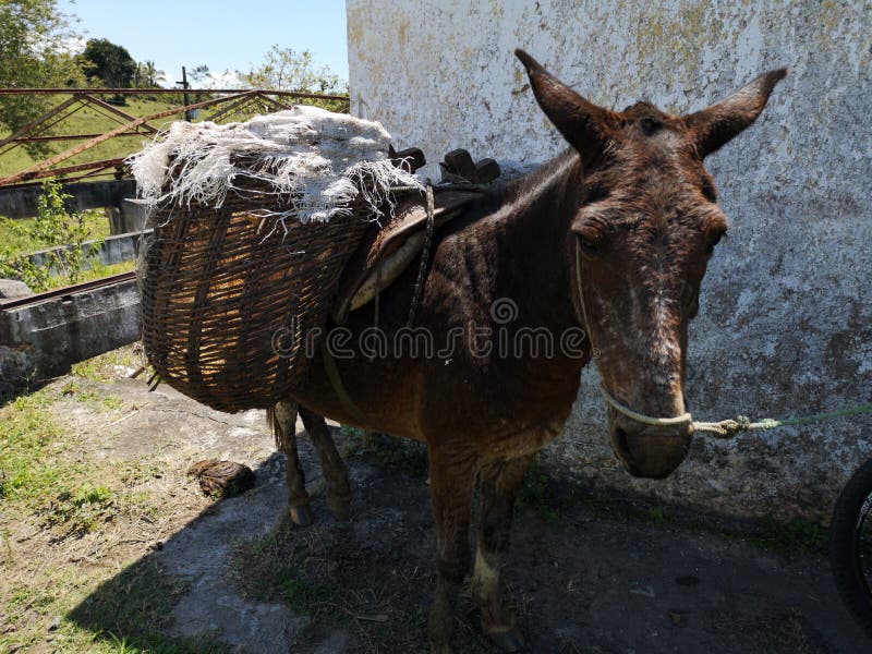 O Velho Trabalhador Sofreu E Foi Mal Tratado Imagem de Stock - Imagem ...