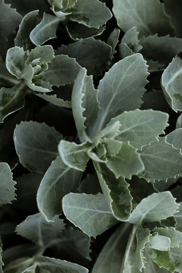 O Verde Bonito Deixa O Fundo Imagem de Stock - Imagem de verde ...