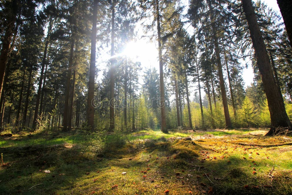 O verde o mais forrest imagem de stock. Imagem de nave - 91026151