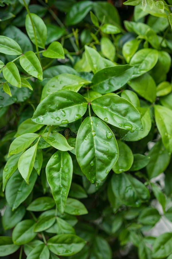 O Verde Sae Do Bignoniaceae De Magnifica Do Saritaea Para O Fundo Foto ...