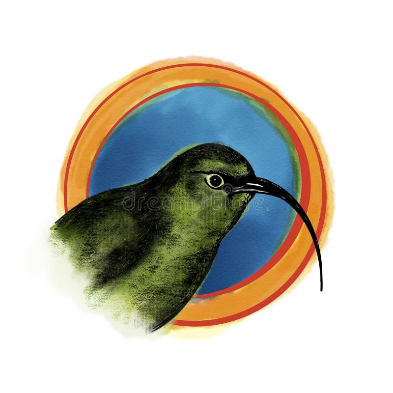 Akialoa Extinct Bird Illustration Stock Illustrations – 1 Akialoa ...