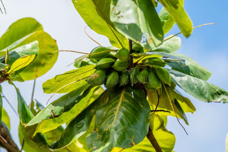 Oahu Hawaii Palm Tree Coconut Farm Plantation Stock Photo - Image of ...