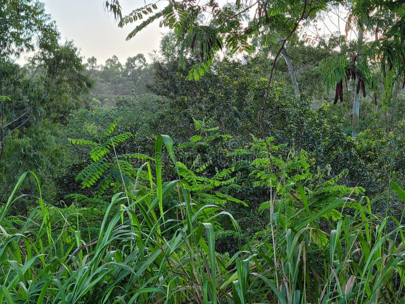 Oahu Honolulu Hawaii Lush Vegetation Stock Image - Image of shrub, tree ...
