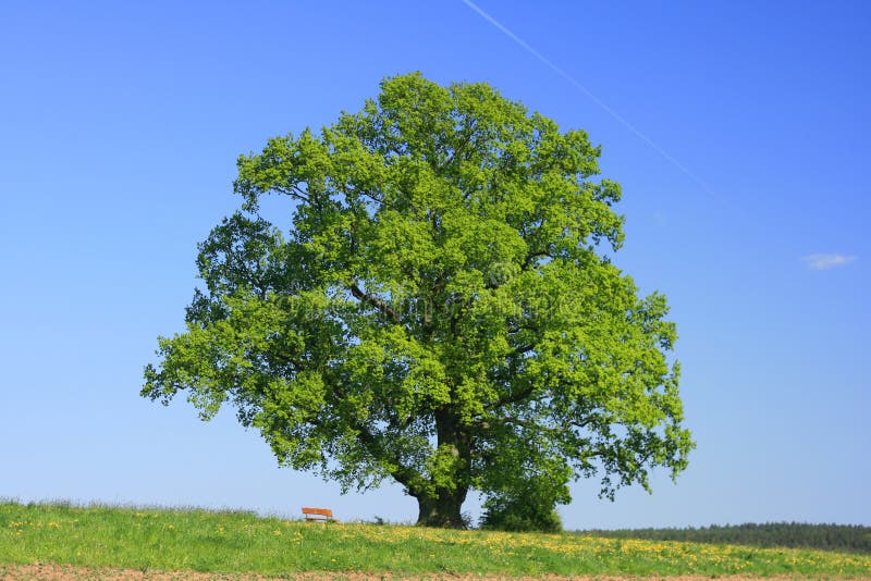 Oak stock image. Image of scenery, landscape, tree, blossom - 12367535