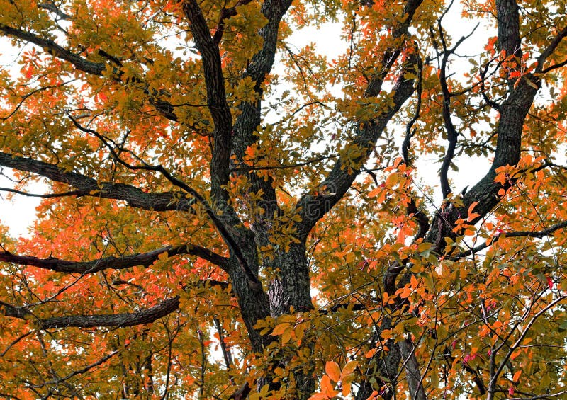 Oak stock photo. Image of clean, macro, cortex, botany - 12400216
