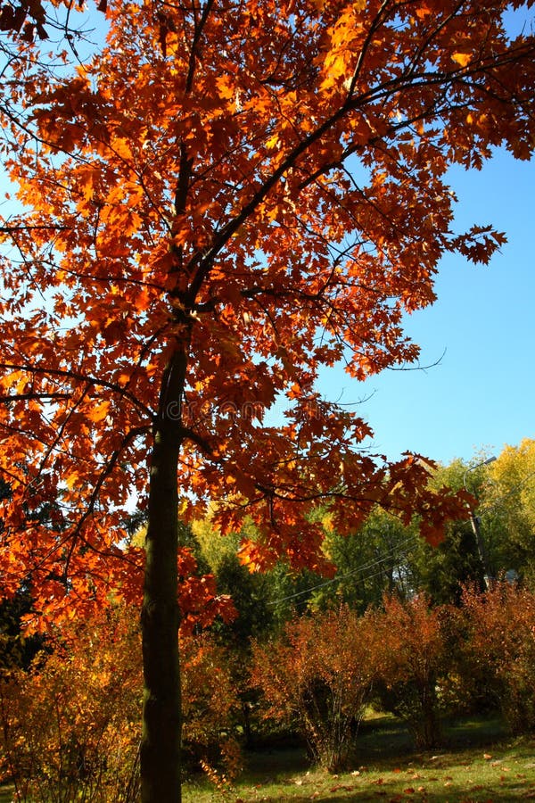 Oak stock image. Image of boles, color, forests, brown - 3558797