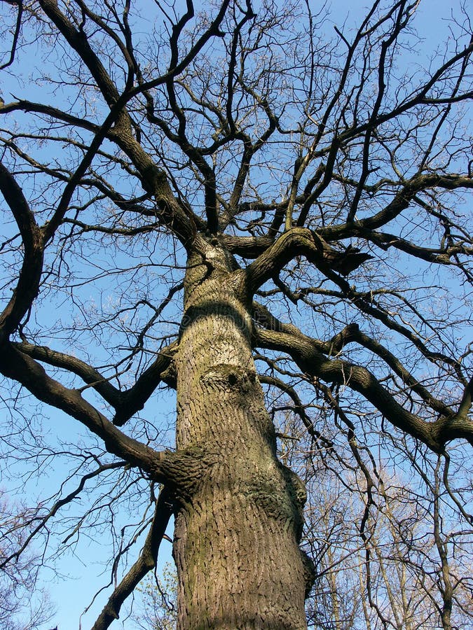 Oak tree trunk stock photo. Image of trunk, sunlight, park - 4325562