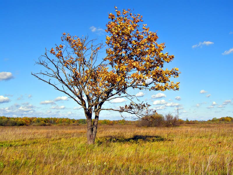Oak stock image. Image of pasture, calm, herb, countryside - 7197787