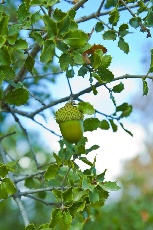 An oak acorn stock photo. Image of tree, horizontal, close - 22595002