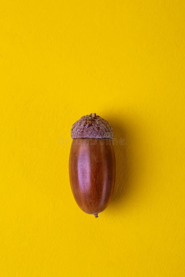 Oak Acorn Isolated on a Yellow Background Stock Photo - Image of ...