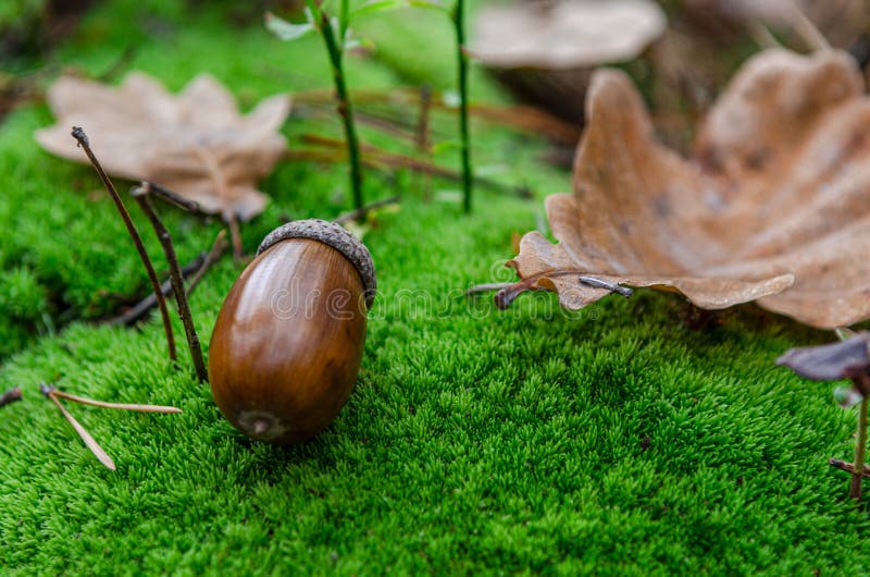 Oak Acorn Lies in the Forest on Green Moss Stock Image - Image of ...