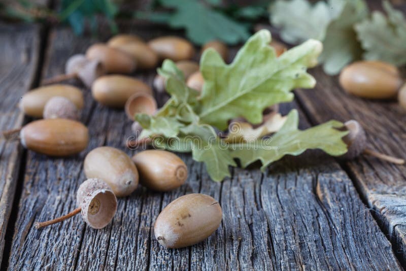 Oak Acorn on Rustic Table in Fall Time Stock Photo - Image of rustic ...