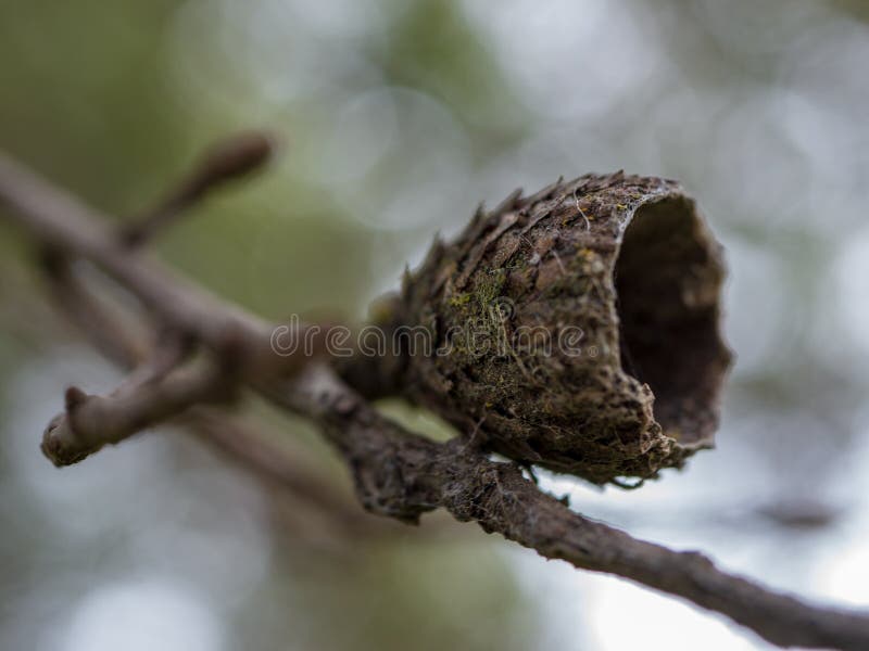 Acorn in the Shell on Blackboard with Copy Space Stock Image - Image of ...
