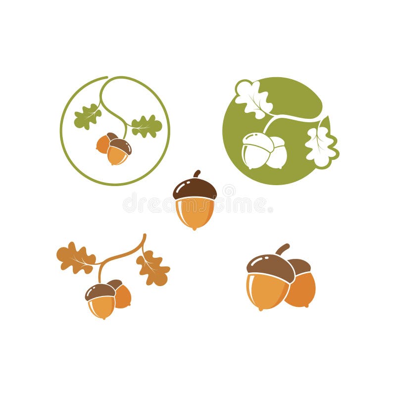 Oak Acorn Vector Illustration Design Stock Vector - Illustration of ...
