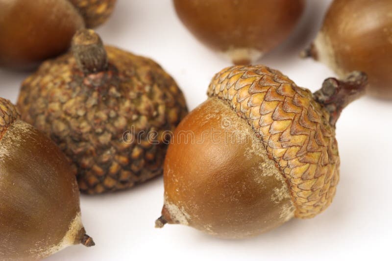 Oak acorns stock photo. Image of objects, acorn, closeup - 11127664