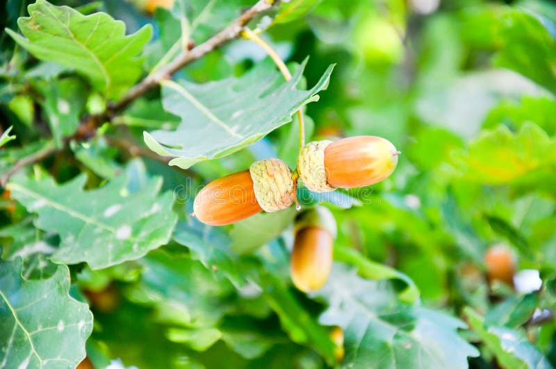 Oak acorns stock photo. Image of frame, acorn, growth - 33483686