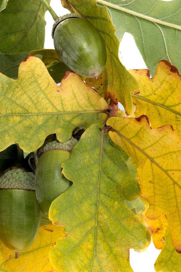 Beech autumn forest stock photo. Image of beech, colors - 3198118
