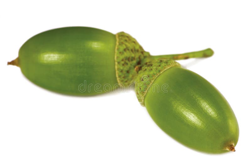 Two Oak Acorns, Macro Closeup, Isolated, Large Detailed Studio Shot ...