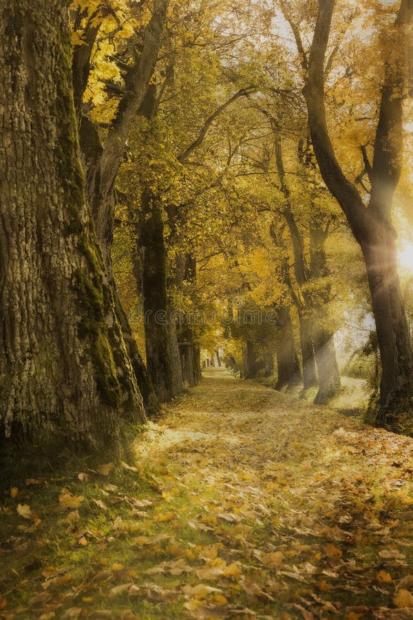 Autumn path stock photo. Image of leaves, canopy, october - 6947536