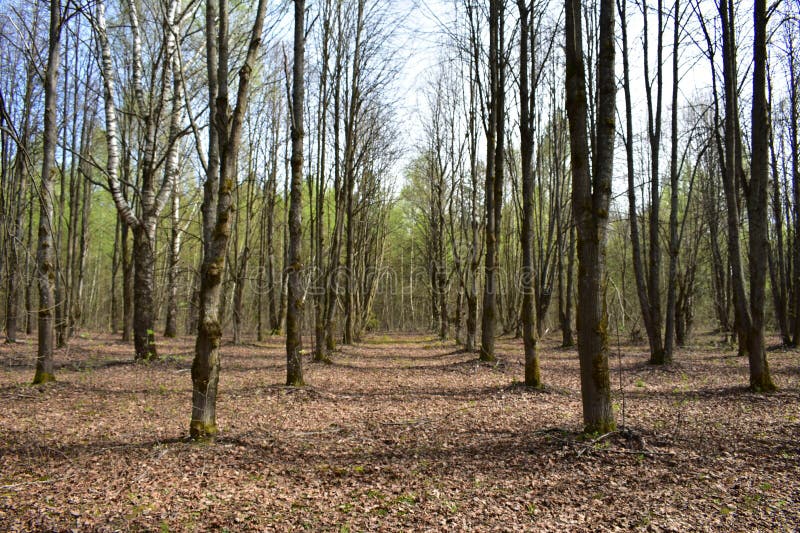 Oak Alleys. Mixed Forest Area. Coniferous and Deciduous Trees. it S a ...