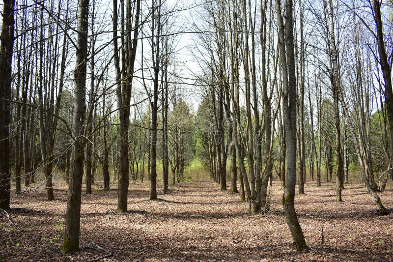 Oak Alleys. Mixed Forest Area. Coniferous and Deciduous Trees. it S a ...