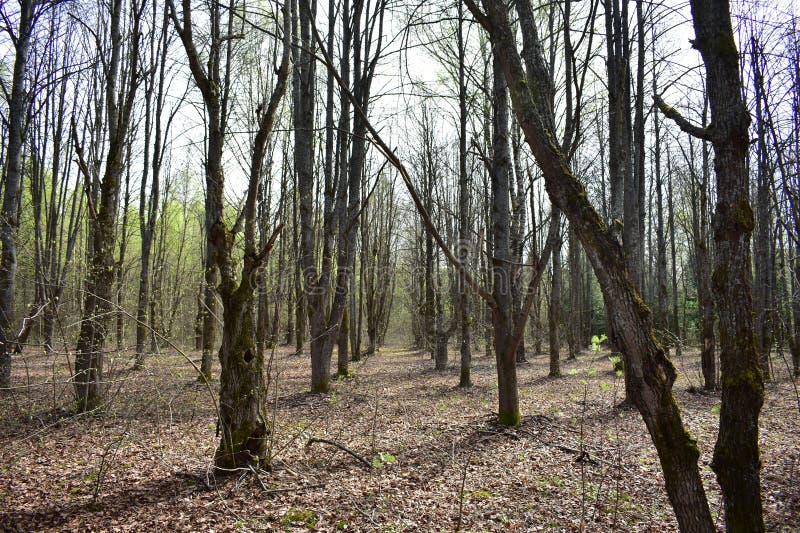 Oak Alleys. Mixed Forest Area. Coniferous and Deciduous Trees. it S a ...