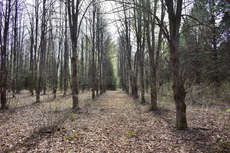 Oak Alleys. Mixed Forest Area. Coniferous and Deciduous Trees. it S a ...