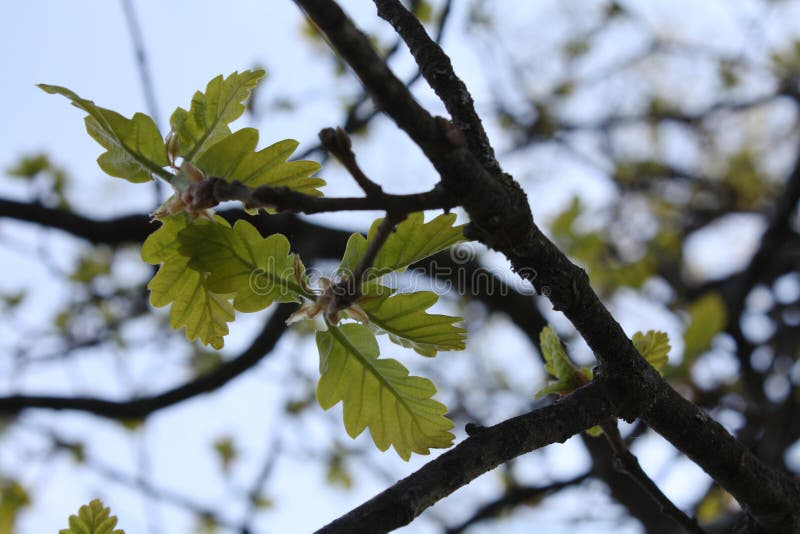 Oak in Alps stock image. Image of forest, trees, summer - 99158903