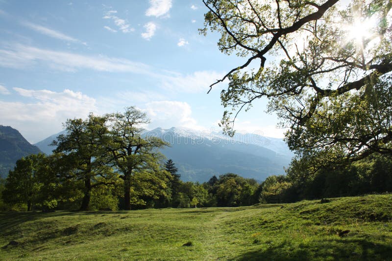 Oak in Alps stock photo. Image of spring, park, forest - 99158770