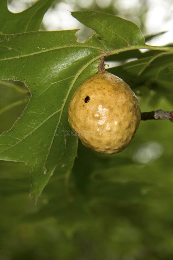 315 Oak Tree Gall Wasp Stock Photos - Free & Royalty-Free Stock Photos ...