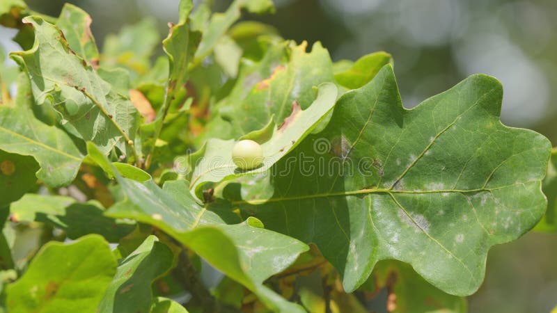 Oak Apple or Galls on a Freen Oak Leaves. Galls or Oak Apples on a Oak ...