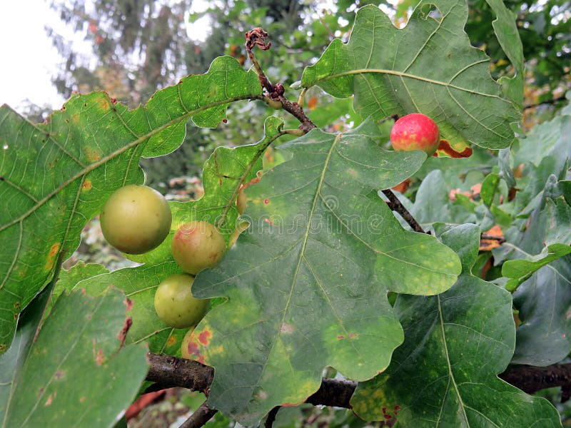 Oak Apple Ink Nuts Close Up Stock Image - Image of growing, outdoor ...