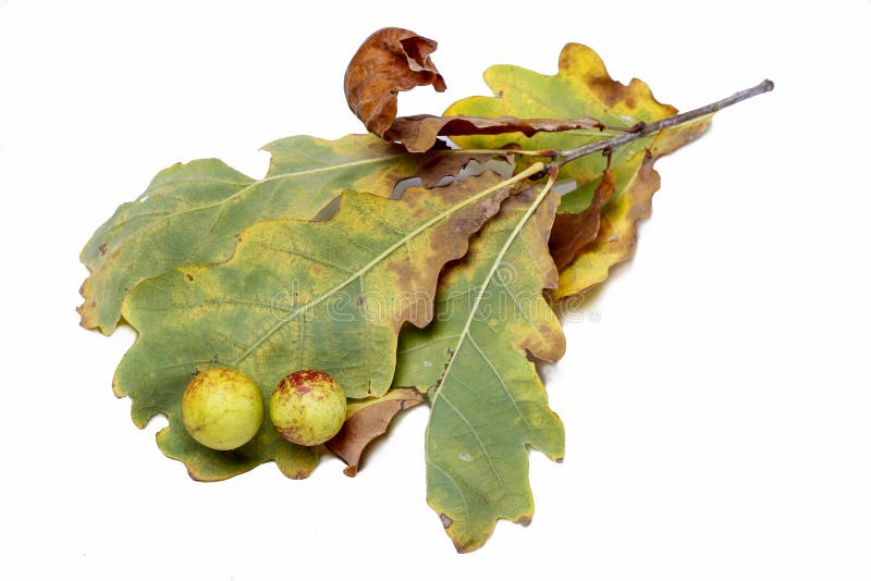 Oak apples on an oak tree stock image. Image of nature - 38824409