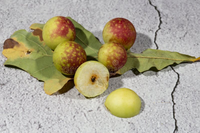 Oak Apples on the Underside of an Oak Leaf. Round Balls on an Oak Leaf ...