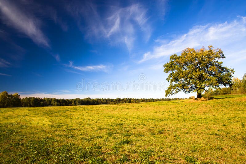 Two oak trees stock image. Image of environment, branches - 5405101