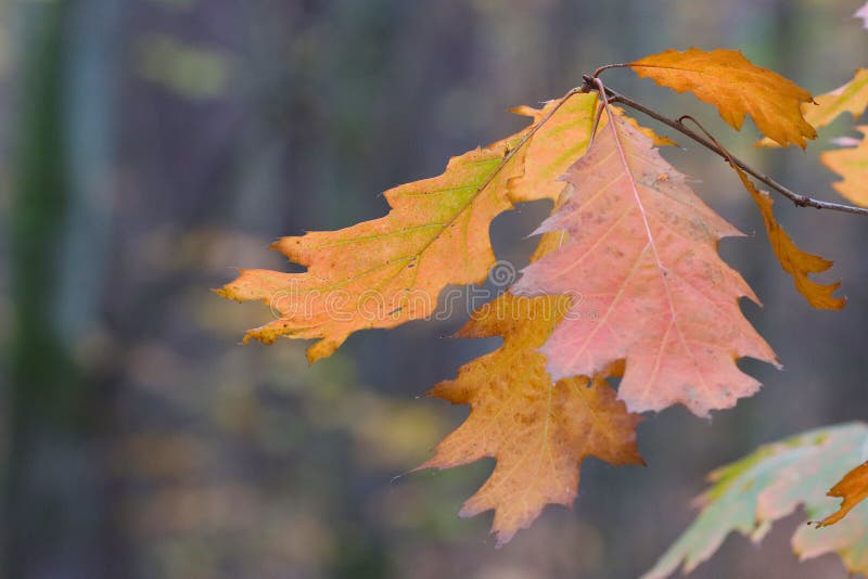 Oak, Autumn Leaves on a Tree Branch Stock Photo - Image of flora ...