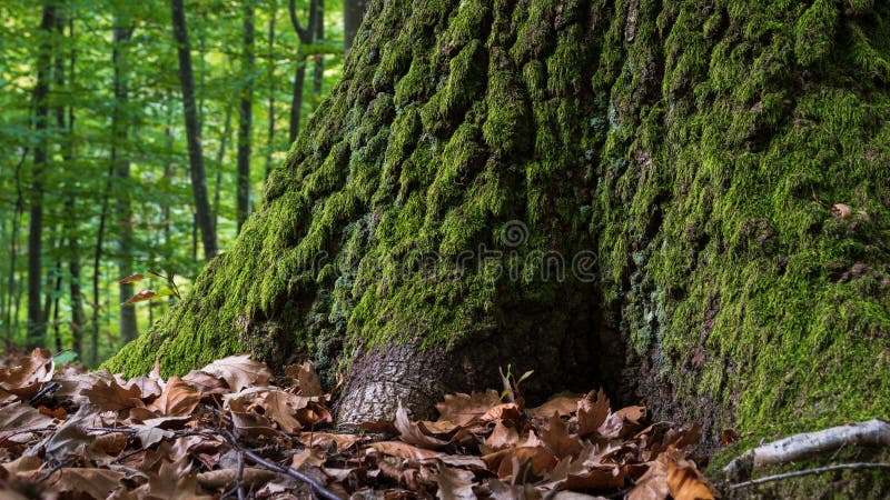 Oak Bark Covered with Moss at Base of Tree Close Up Stock Photo - Image ...