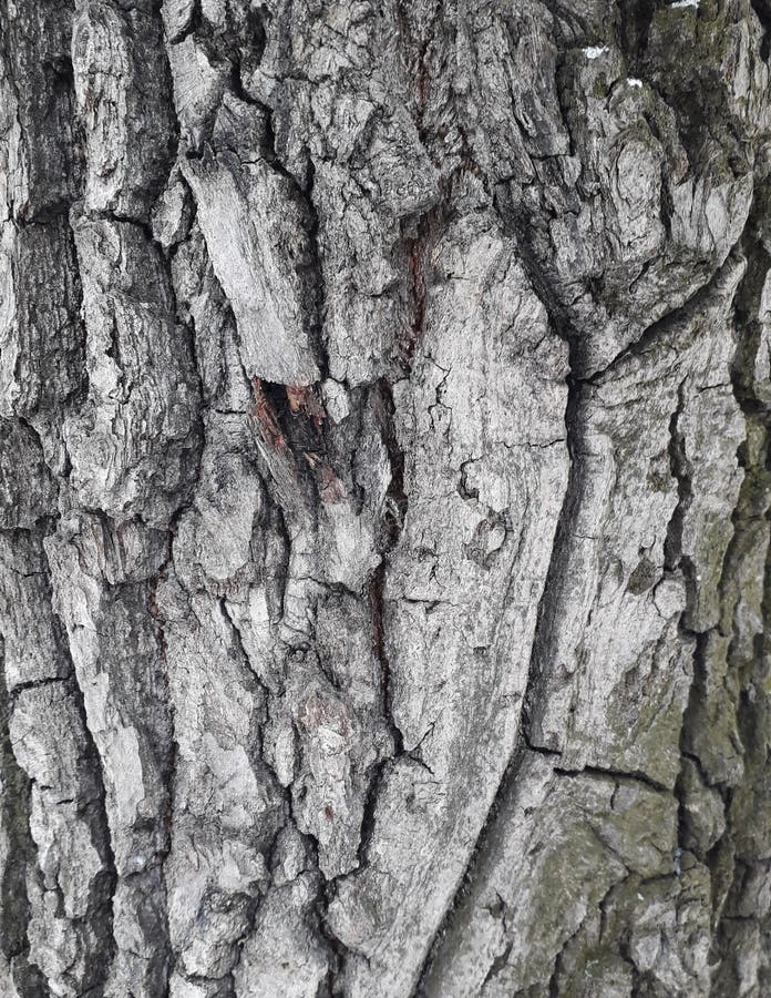 Oak Bark Macro, Tree Trunk Close-up, Stock Image - Image of protection ...