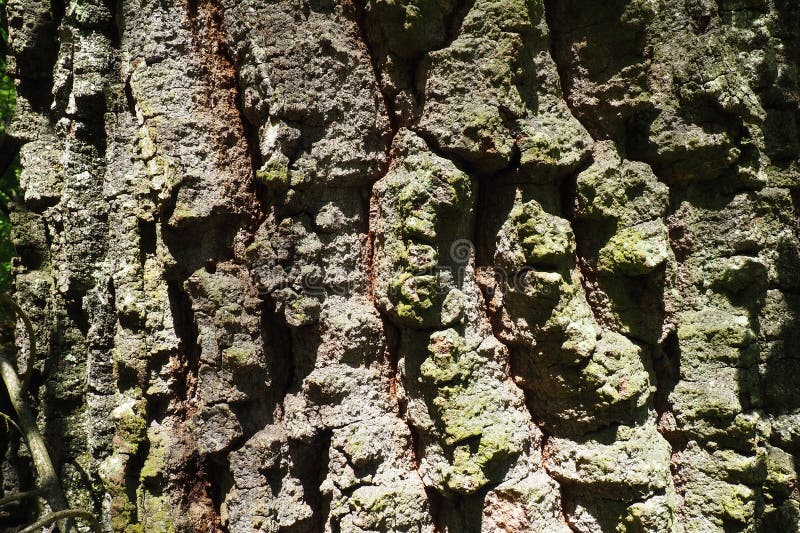 Oak Bark Macro, Tree Trunk Close-up, Texture Stock Image - Image of ...