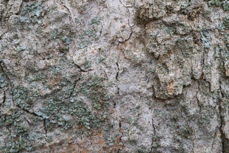 Oak Bark Macro, Tree Trunk Close-up, Texture Stock Image - Image of ...
